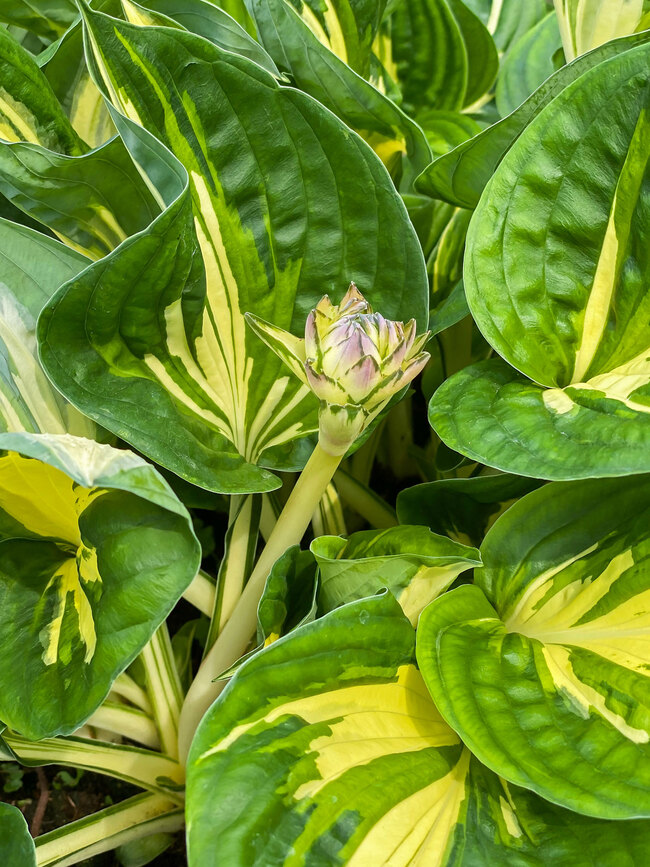 Hosta Sting | Bluestone Perennials