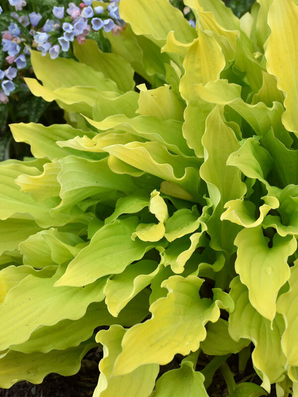 Hosta Time In A Bottle | Bluestone Perennials