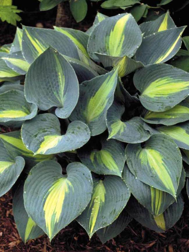 Hosta Touch Of Class | Bluestone Perennials