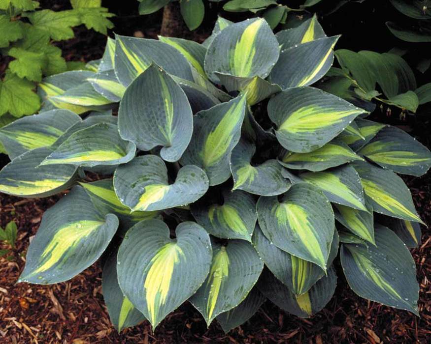 Hosta Touch Of Class | Bluestone Perennials