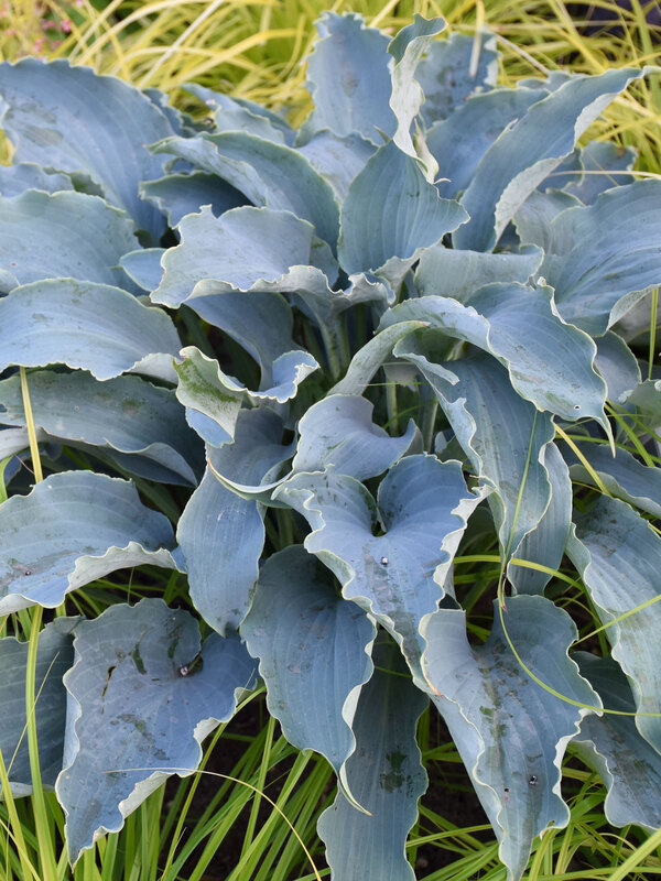 Hosta Tears In Heaven | Bluestone Perennials