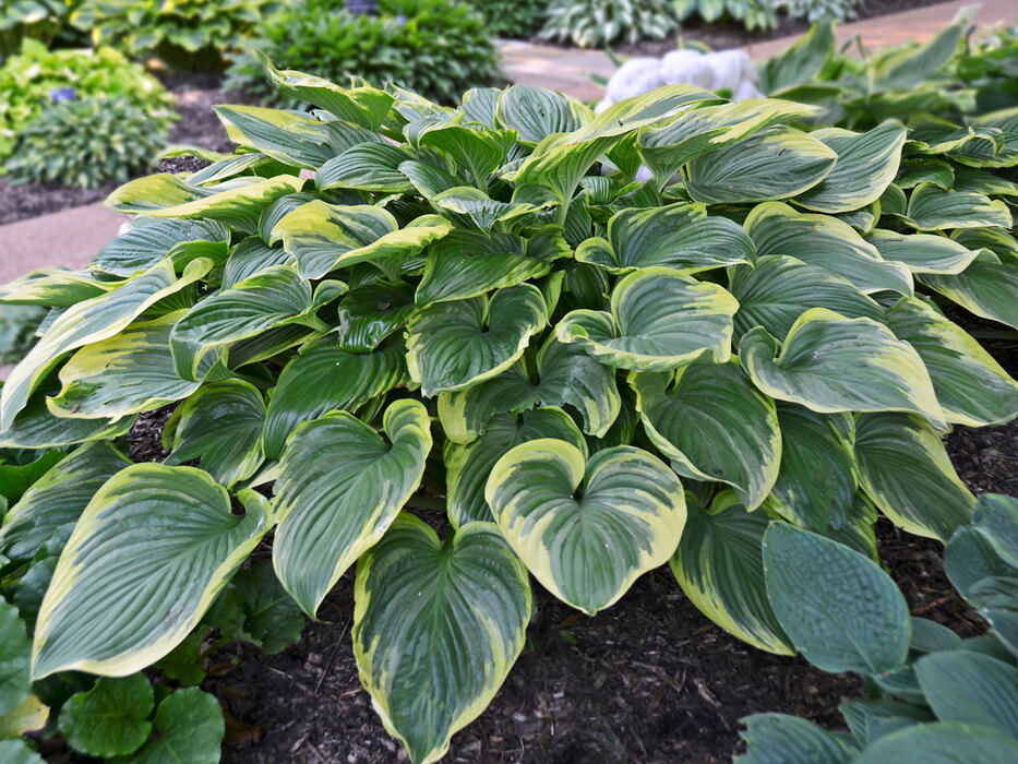 Hosta Victory | Bluestone Perennials