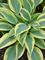 HOSTA VIRGINIA REEL -- Bluestone Perennials