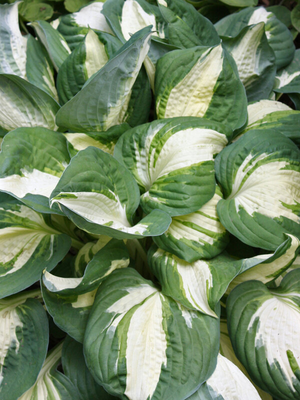 Hosta Vulcan | Bluestone Perennials