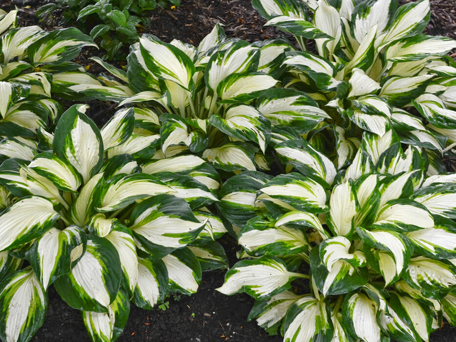 Hosta Vulcan | Bluestone Perennials