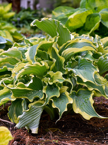 Hosta Voices In The Wind | Bluestone Perennials