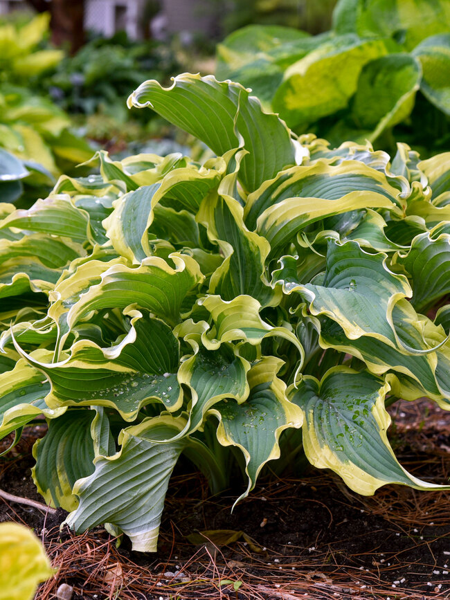 Hosta Voices In The Wind | Bluestone Perennials