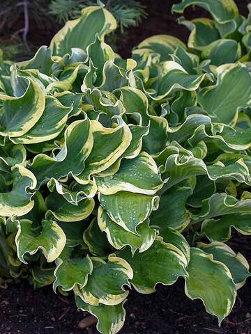 Hosta Wheee! | Bluestone Perennials
