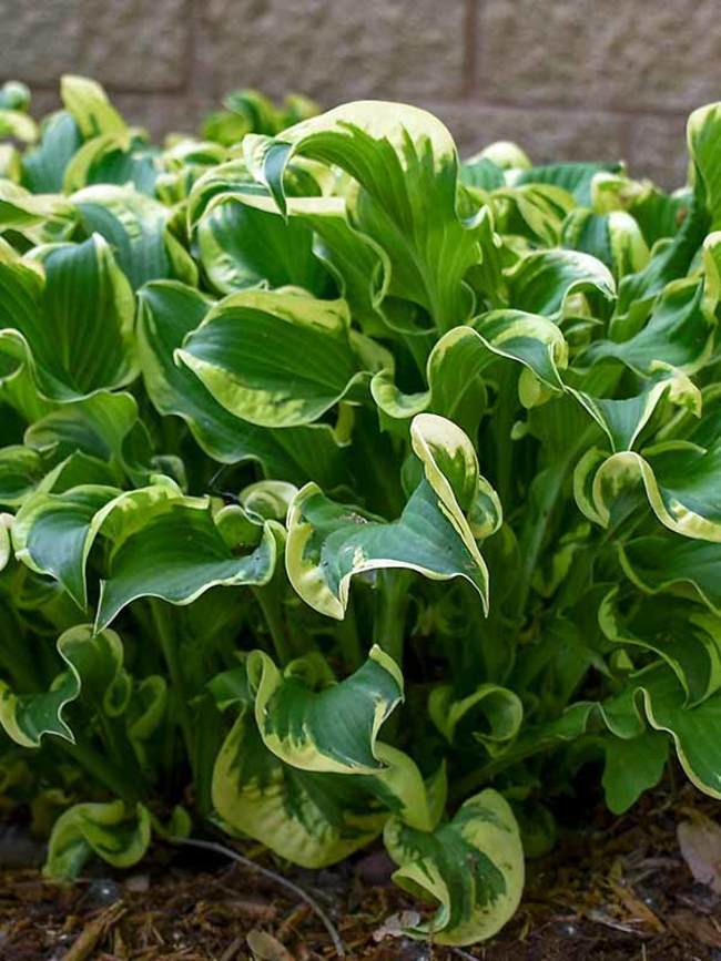 Hosta Wheee! | Bluestone Perennials