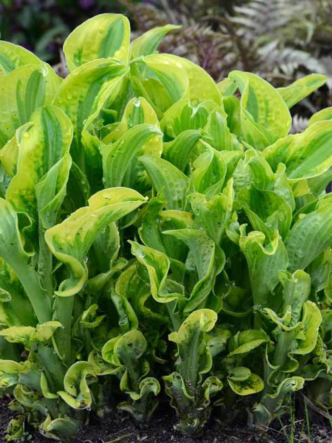Hosta Wheee! | Bluestone Perennials