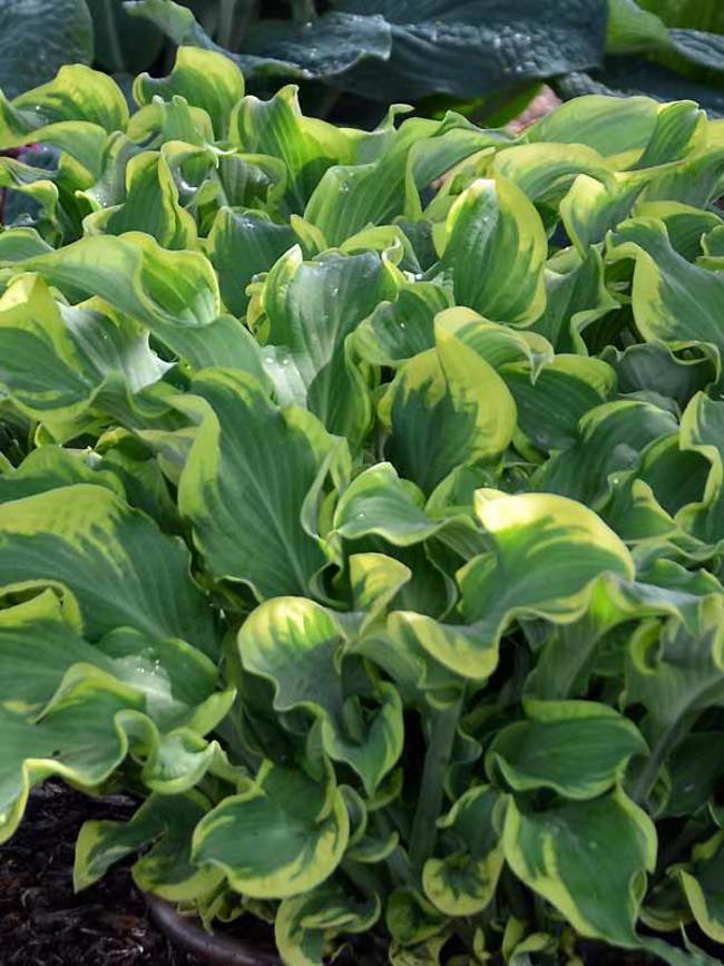 Hosta Wheee! | Bluestone Perennials