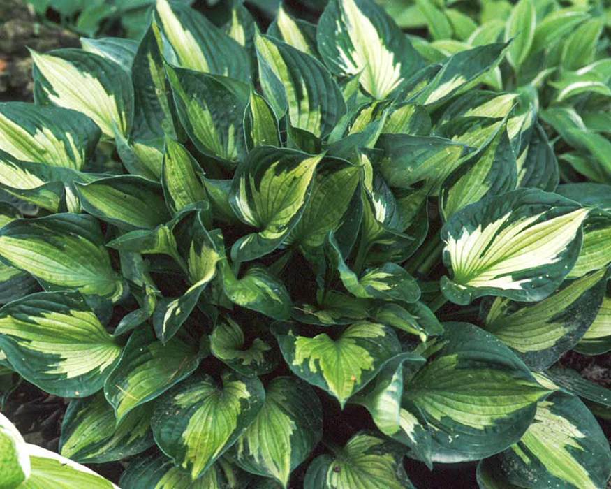Hosta Whirlwind | Bluestone Perennials
