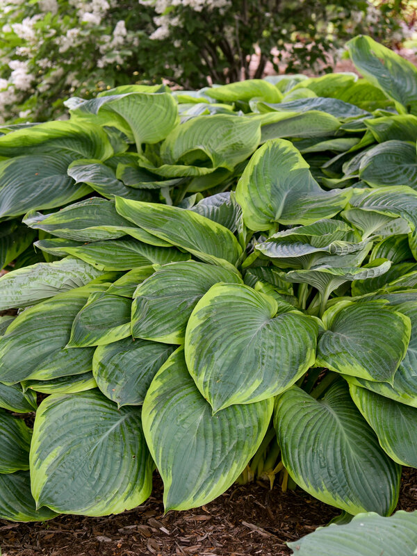Hosta Wu-La-La | Bluestone Perennials