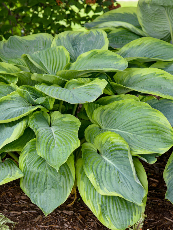 Hosta Wu-La-La | Bluestone Perennials