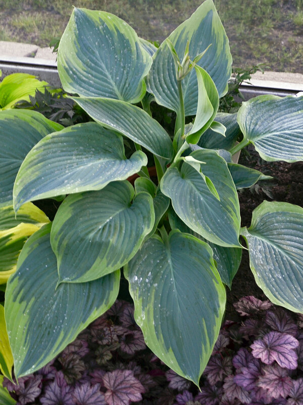 Hosta Wu-La-La | Bluestone Perennials