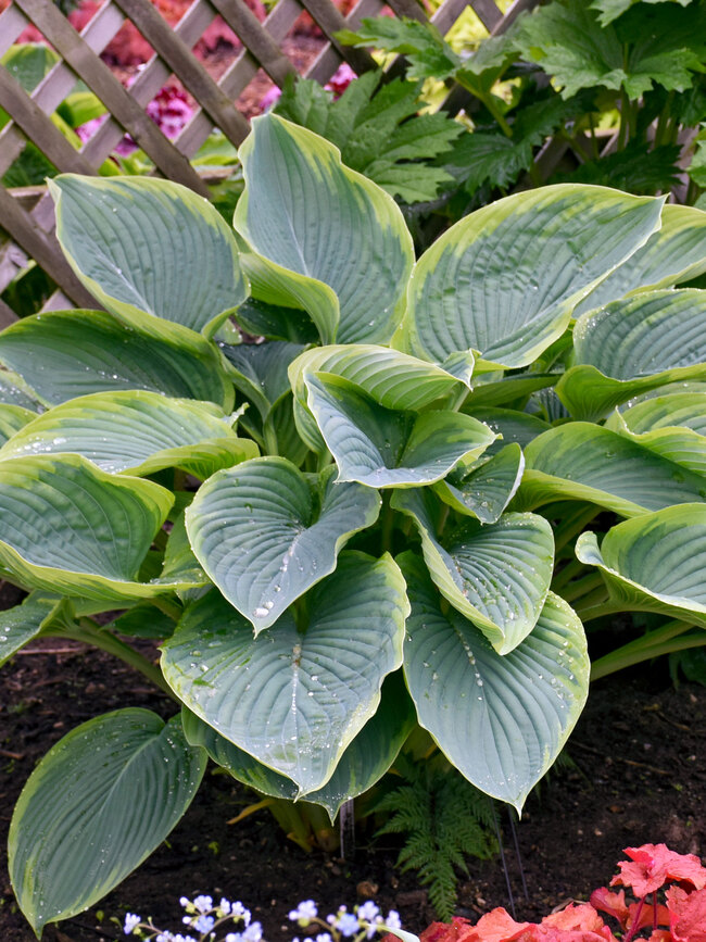 Hosta Wu-La-La | Bluestone Perennials
