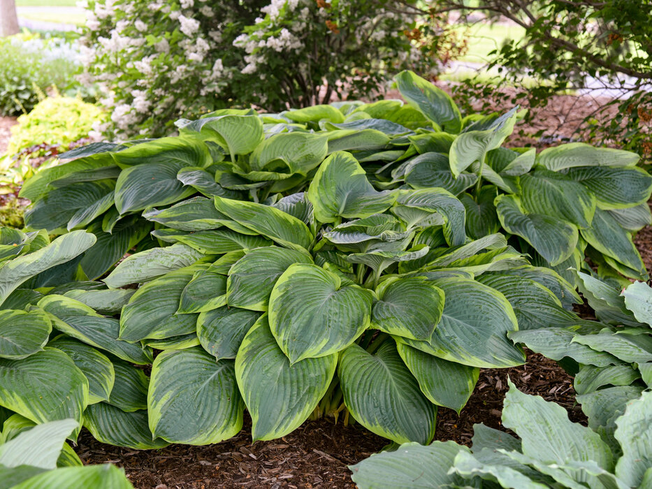 Hosta Wu-La-La | Bluestone Perennials
