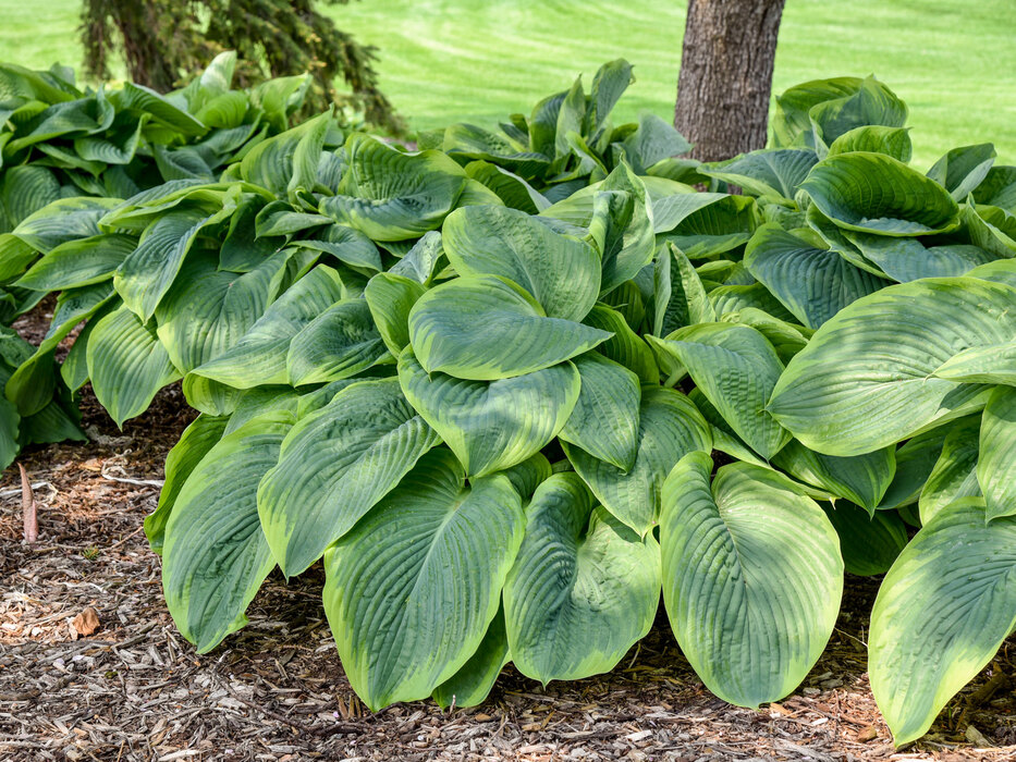 Hosta Wu-La-La | Bluestone Perennials