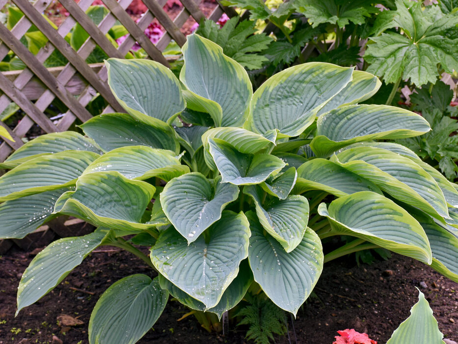 Hosta Wu-La-La | Bluestone Perennials