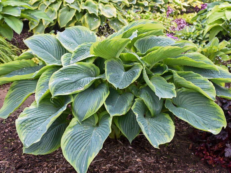 Hosta Wu-La-La | Bluestone Perennials