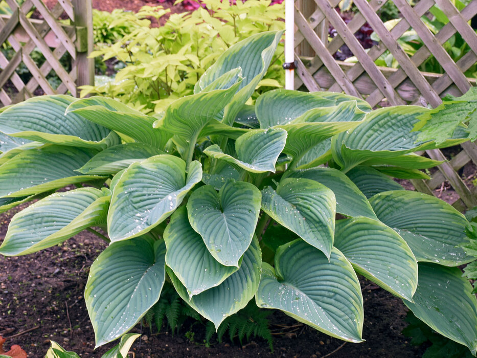 Hosta Wu-La-La | Bluestone Perennials
