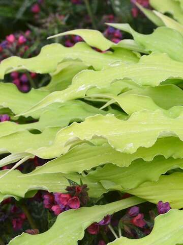 Hosta Wiggles and Squiggles | Bluestone Perennials