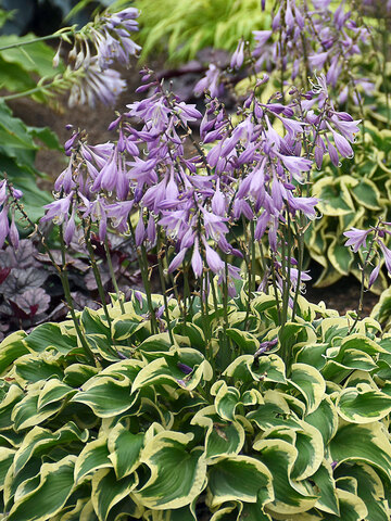 Hosta Wrinkle in Time | Bluestone Perennials