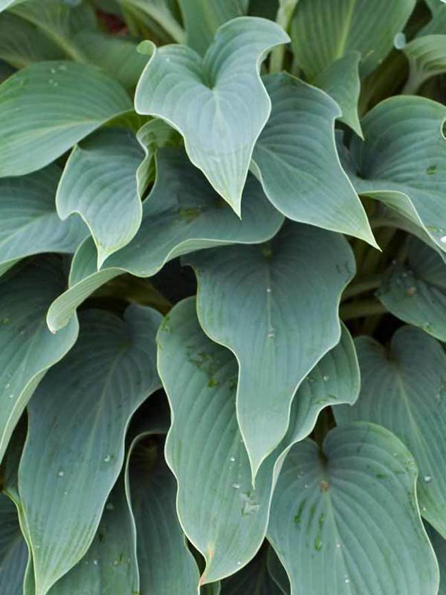 Hosta Yankee Blue | Bluestone Perennials