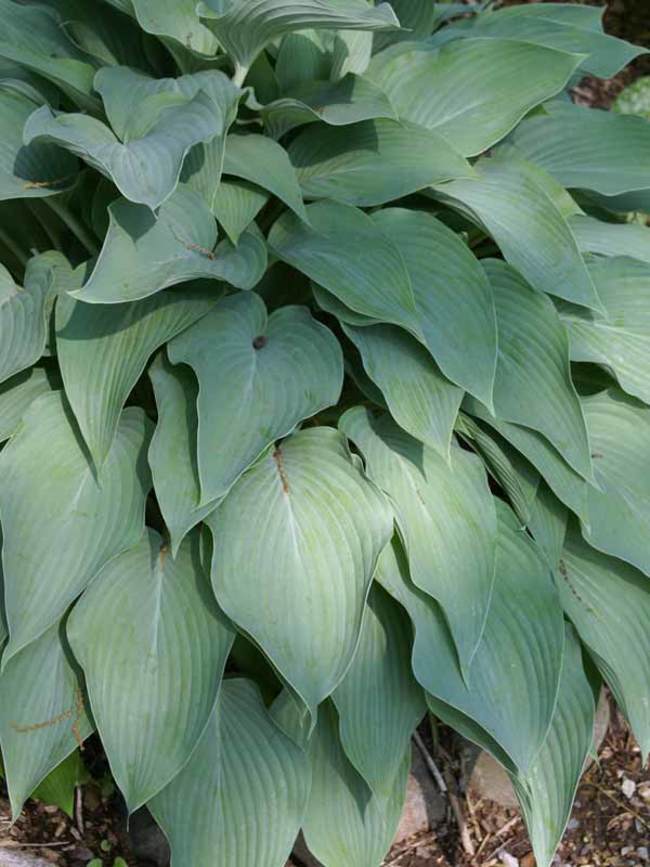 Hosta Yankee Blue | Bluestone Perennials