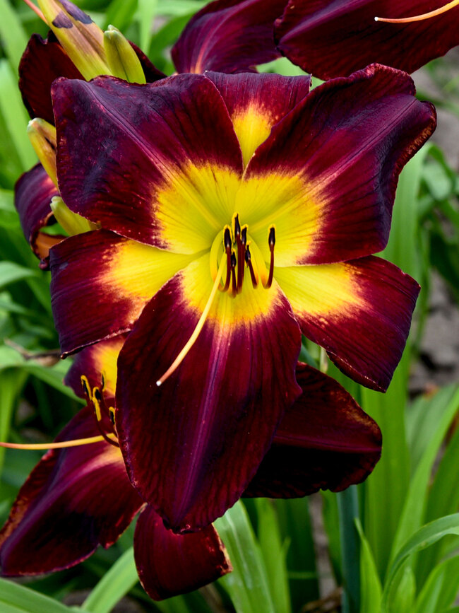 Hemerocallis Persian Ruby | Bluestone Perennials