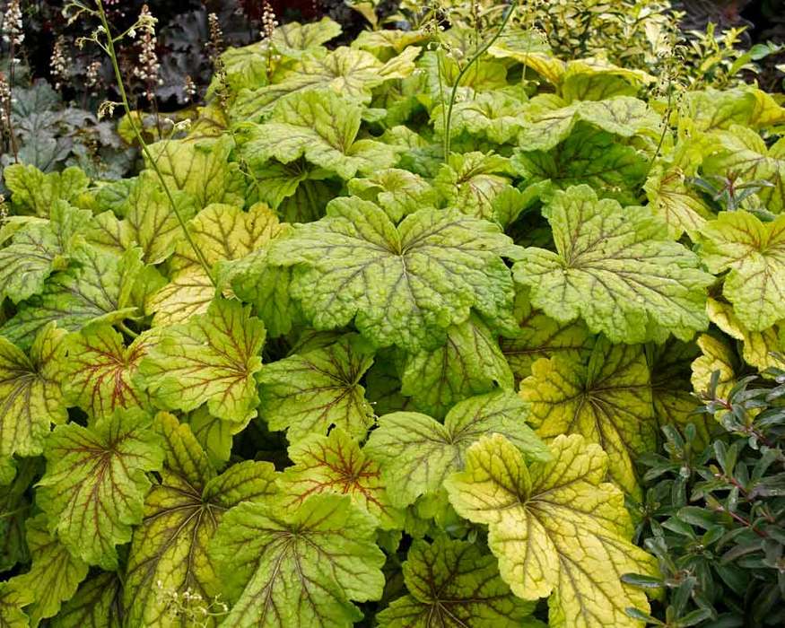 Heuchera Red Lightning | Bluestone Perennials