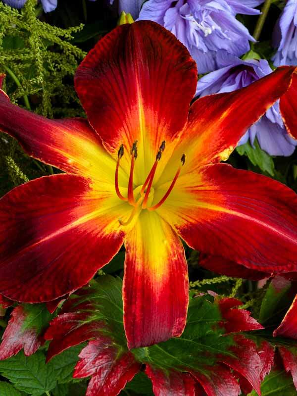 Hemerocallis Ruby Spider | Bluestone Perennials