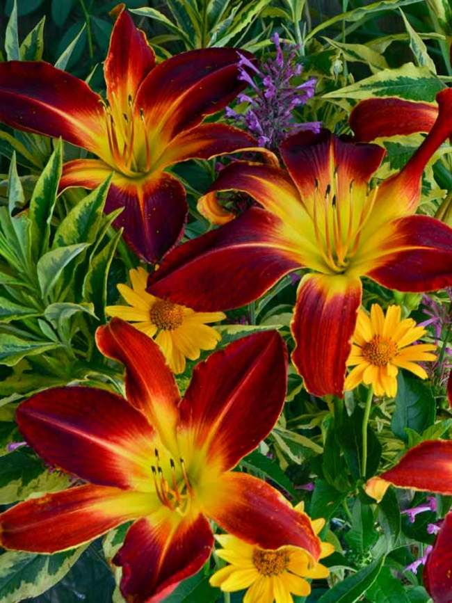 Hemerocallis Ruby Spider | Bluestone Perennials