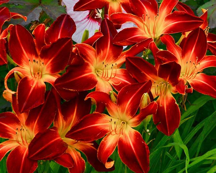 Hemerocallis Ruby Spider | Bluestone Perennials