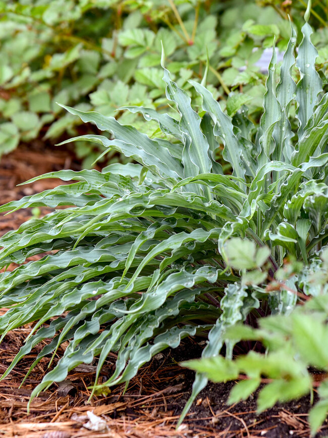 Hosta Silly String | Bluestone Perennials
