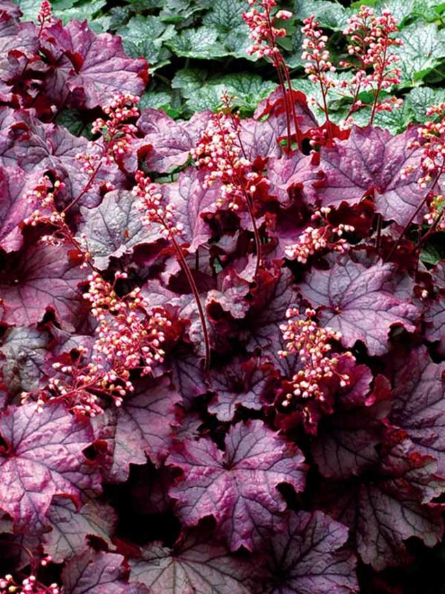 Heuchera Sugar Berry | Bluestone Perennials