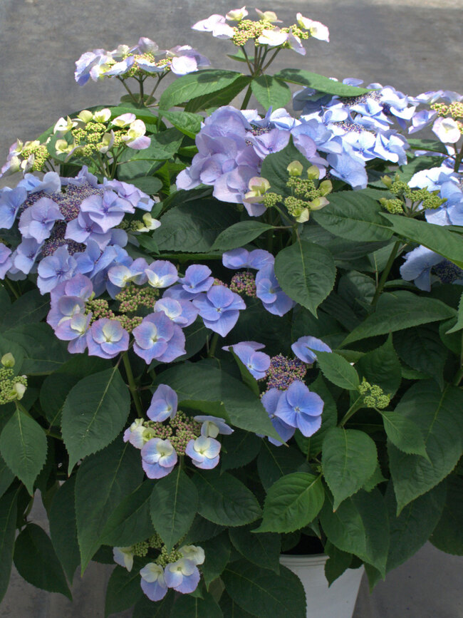 Hydrangea Game Changer Blue | Bluestone Perennials