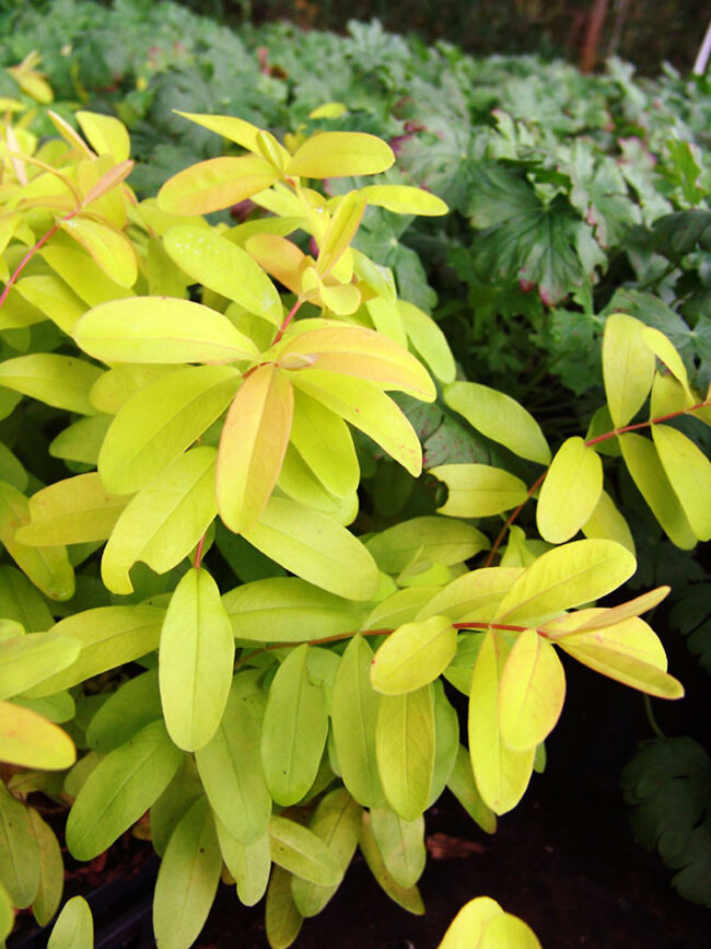 Hypericum Caly. Brigadoon | Bluestone Perennials