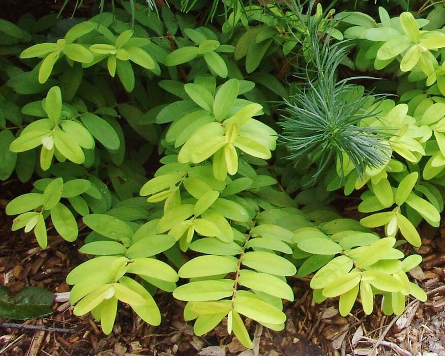 Hypericum Caly. Brigadoon | Bluestone Perennials