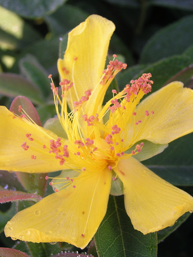 Hypericum Calycinum | Bluestone Perennials