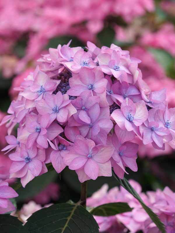 Hydrangea Let's Dance Cancan | Bluestone Perennials