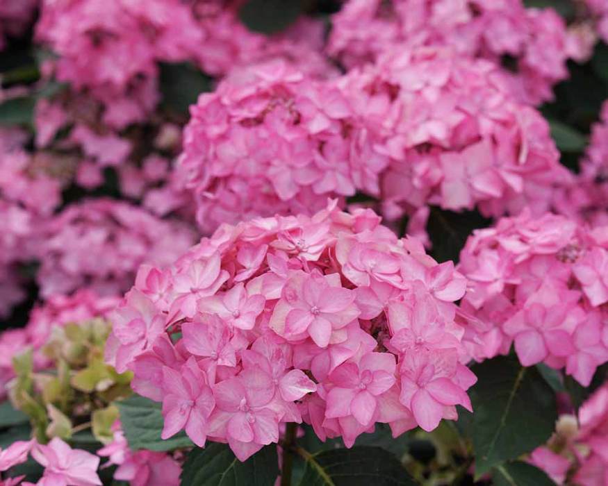 Hydrangea Let's Dance Cancan | Bluestone Perennials