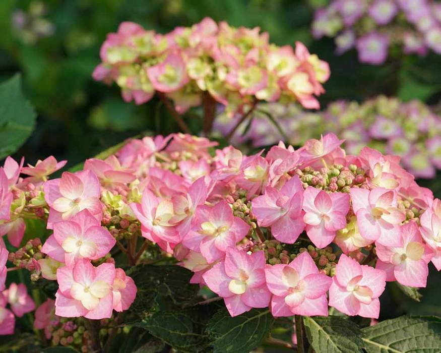 Hydrangea Let's Dance Cancan | Bluestone Perennials