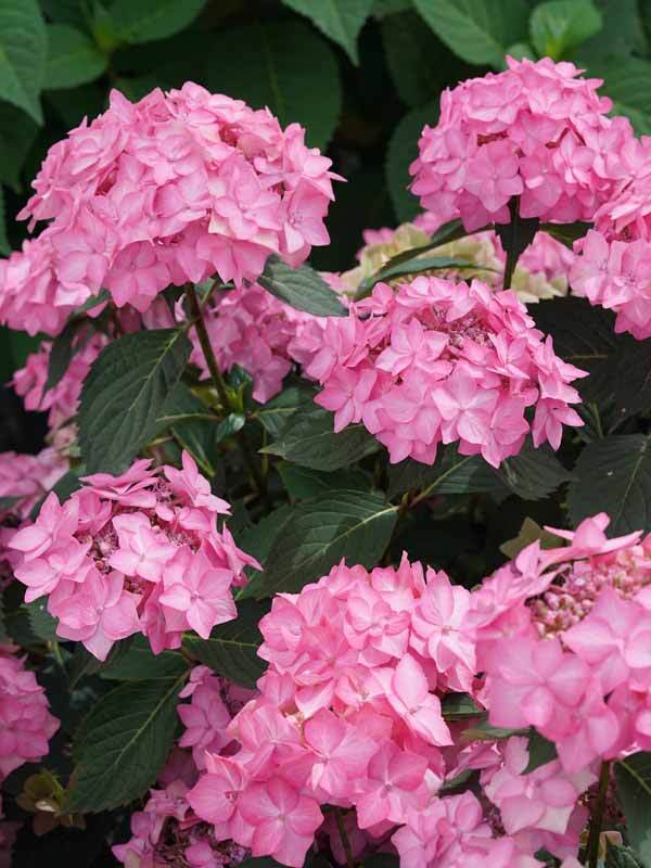 Hydrangea Let's Dance Can Do | Bluestone Perennials