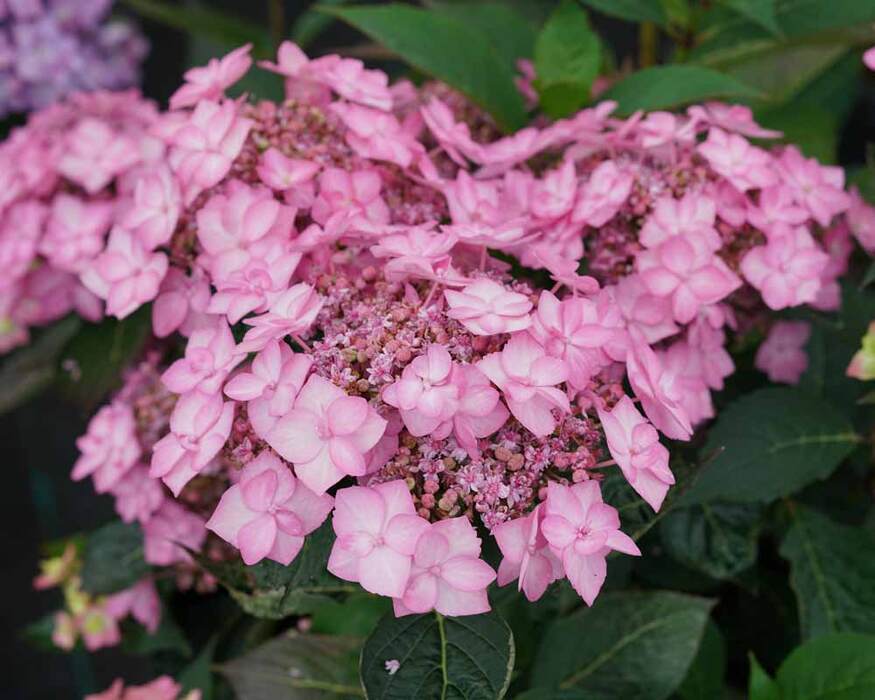 Hydrangea Let's Dance Can Do | Bluestone Perennials