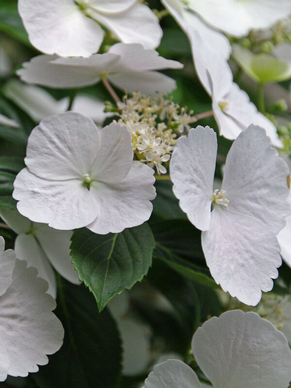 Hydrangea Fairytrail Bride | Bluestone Perennials