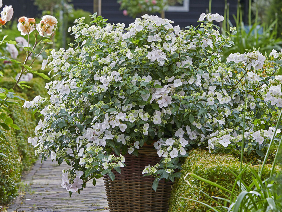 Hydrangea Fairytrail Bride | Bluestone Perennials