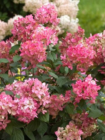 Hydrangea Fire Light | Bluestone Perennials