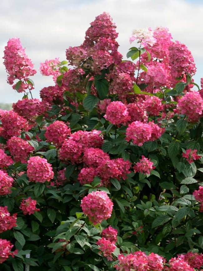 Hydrangea Fire Light | Bluestone Perennials