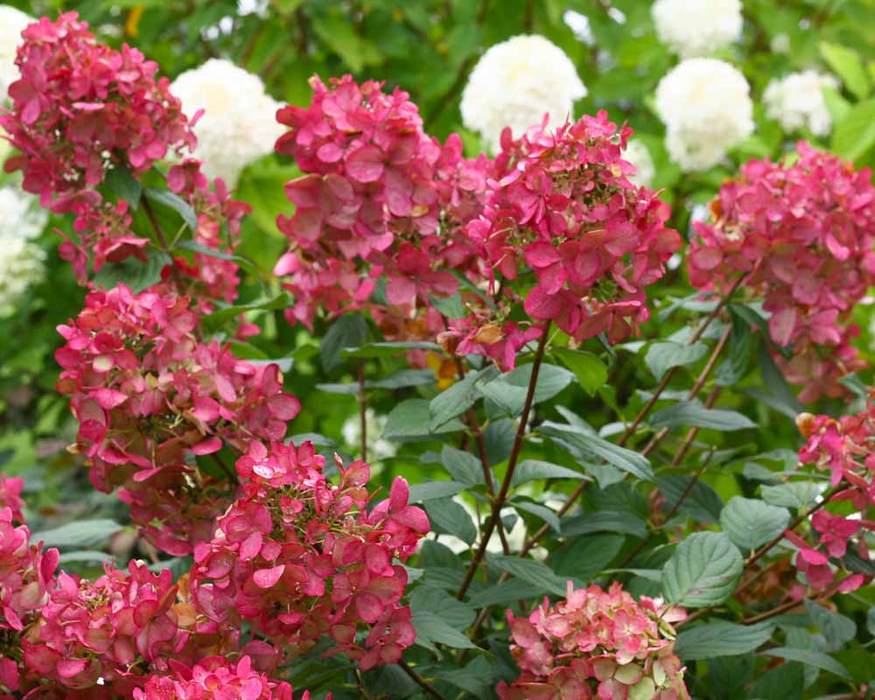 Hydrangea Fire Light | Bluestone Perennials
